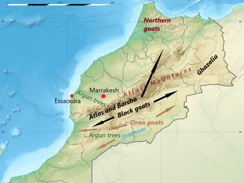 Moroccan Goats - Breed Profile - Goat Journal